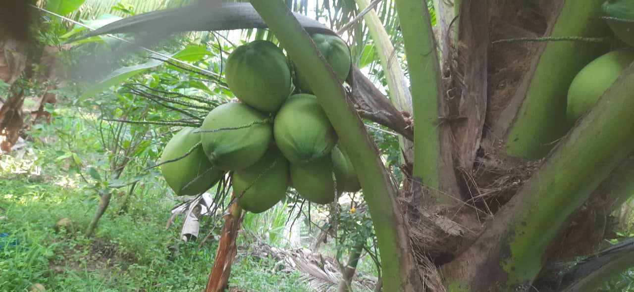 Dừa dứa Đà Nẵng - Chuyên sỉ lẻ dừa & trái cây tại Đà Nẵng